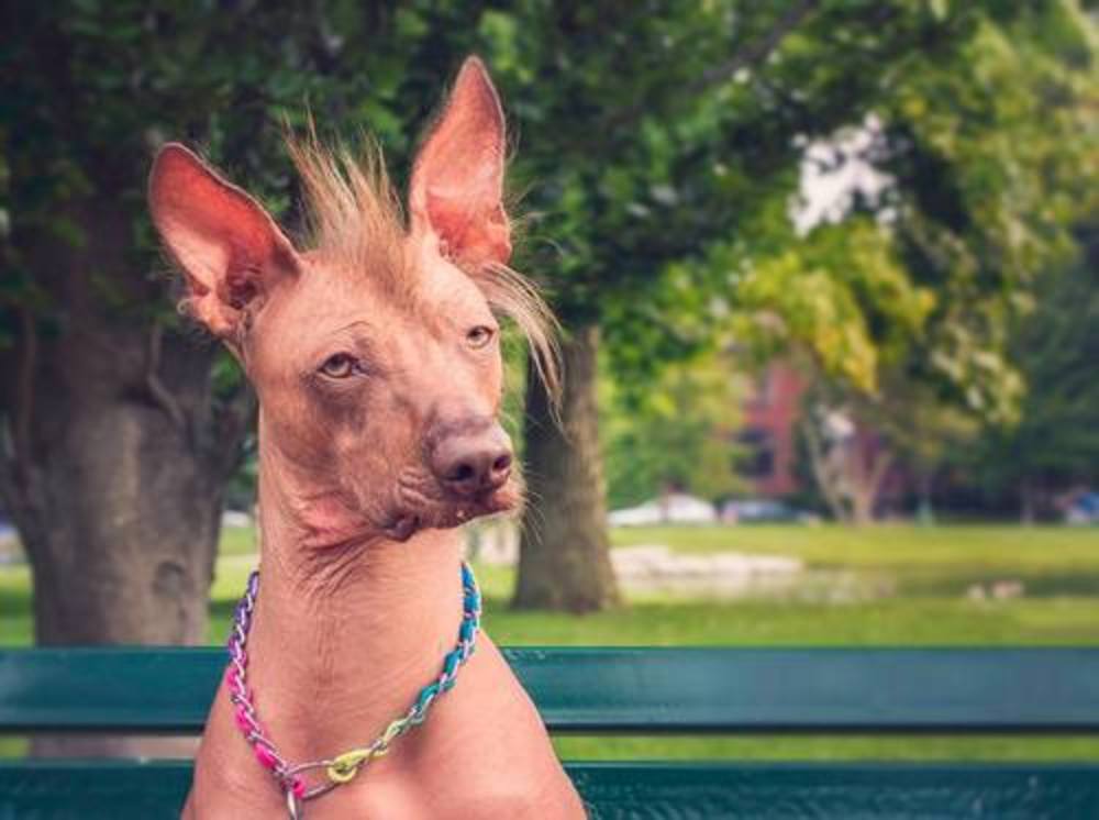 Zibilia Revista | ¡Guau! Festejo de perros